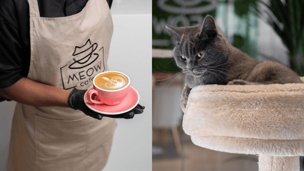 Meow Cafe in Abu Dhabi : A Cute Coffee Shop for Cat Love