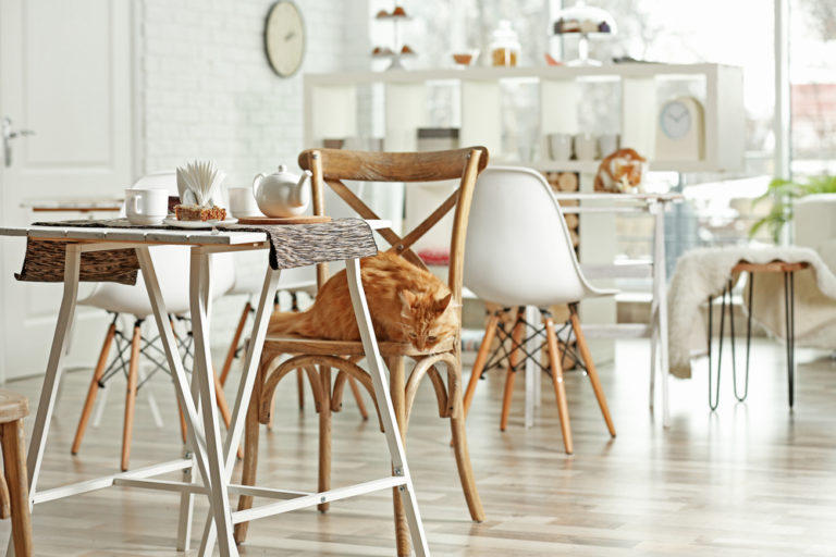 Meow Cafe in Abu Dhabi : A Cute Coffee Shop for Cat Love